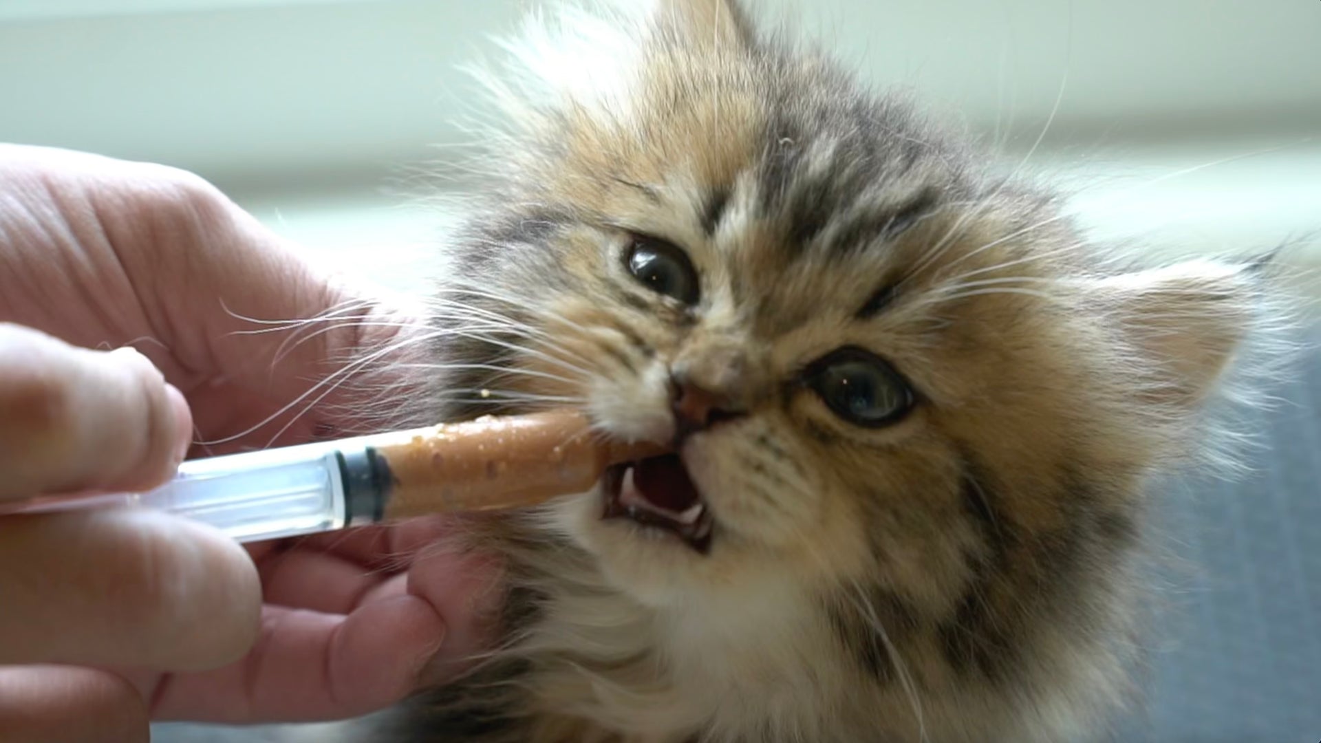 How to Give Your Cat Medicine with an Oral Syringe: Tips for Success ...