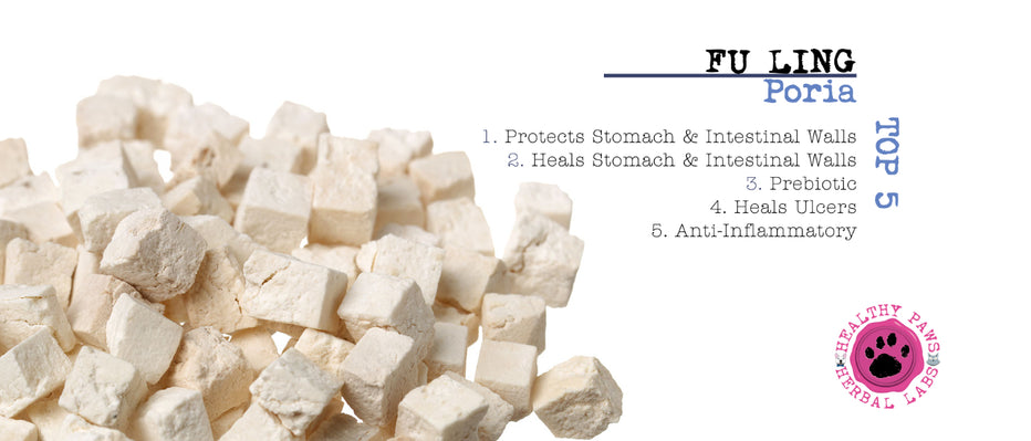 Liquid Supplement for Dog Appetite Stimulant & Digestion - Healthy Paws ...