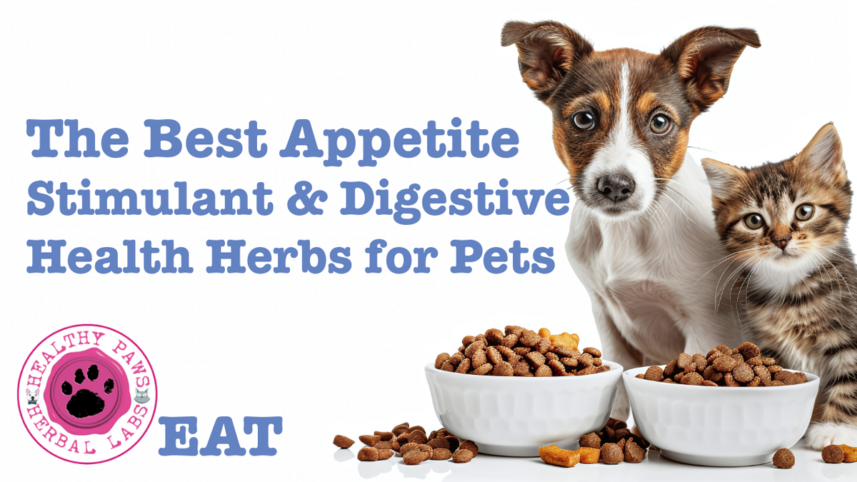 Liquid Supplement for Dog Appetite Stimulant & Digestion - Healthy Paws ...