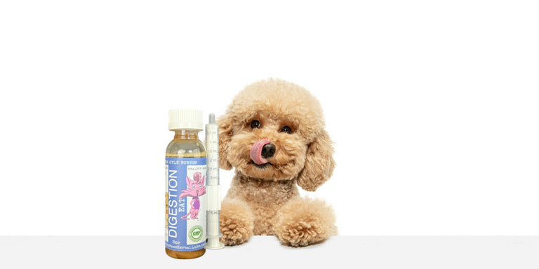 Liquid Supplement for Dog Appetite Stimulant & Digestion - Healthy Paws ...
