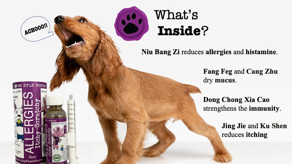 Compounded Holistic Formulas for Pets – Healthy Paws Herbal Labs